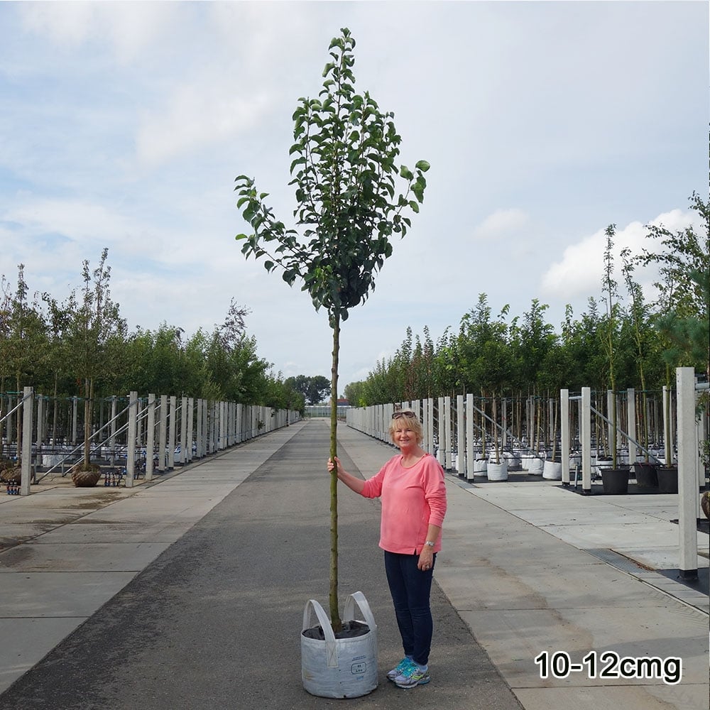 Pyrus calleryana Chanticleer | Ornamental Pear Tree | Ornamental Trees