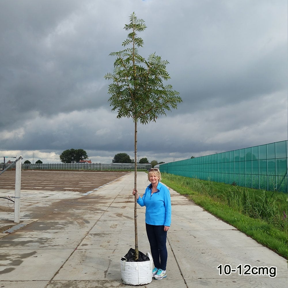 Sorbus commixta Olympic Flame | Scarlet Japanese Rowan | Ornamental Trees