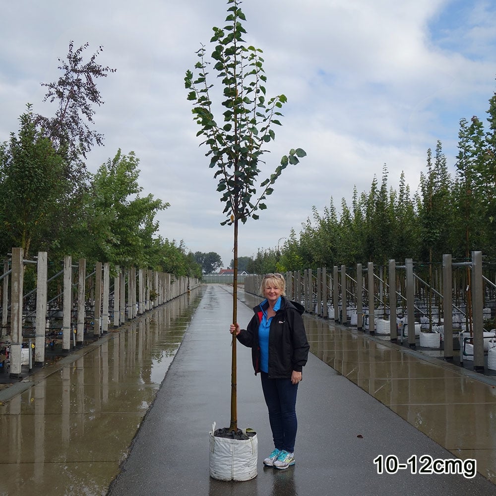 Tilia cordata Greenspire | Buy Small Leaved Lime | Ornamental Trees