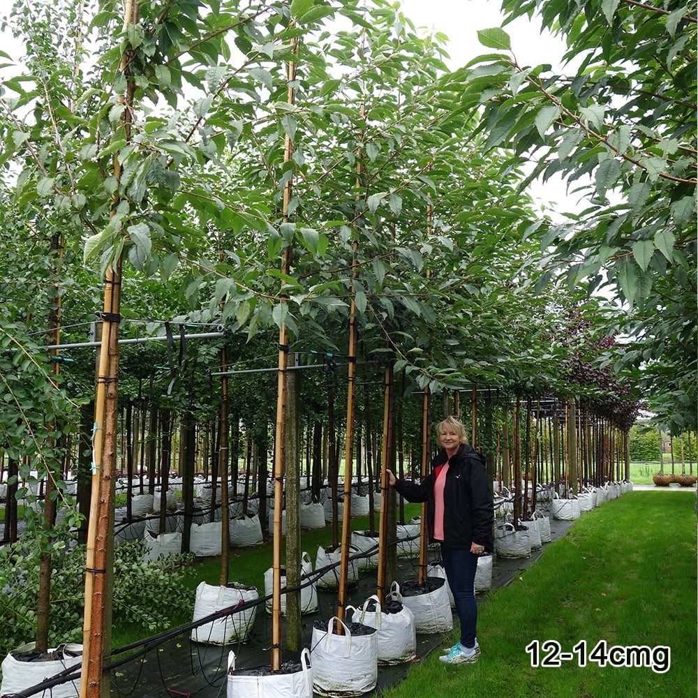Prunus avium Plena Double Gean Cherry Blossom Tree | Ornamental Trees