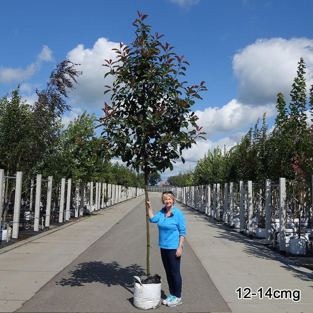Photinia fraseri Red Robin Tree | Lollipop & Mature | Ornamental Trees