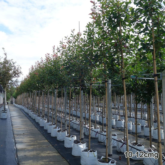 Photinia fraseri Red Robin Tree | Lollipop & Mature | Ornamental Trees