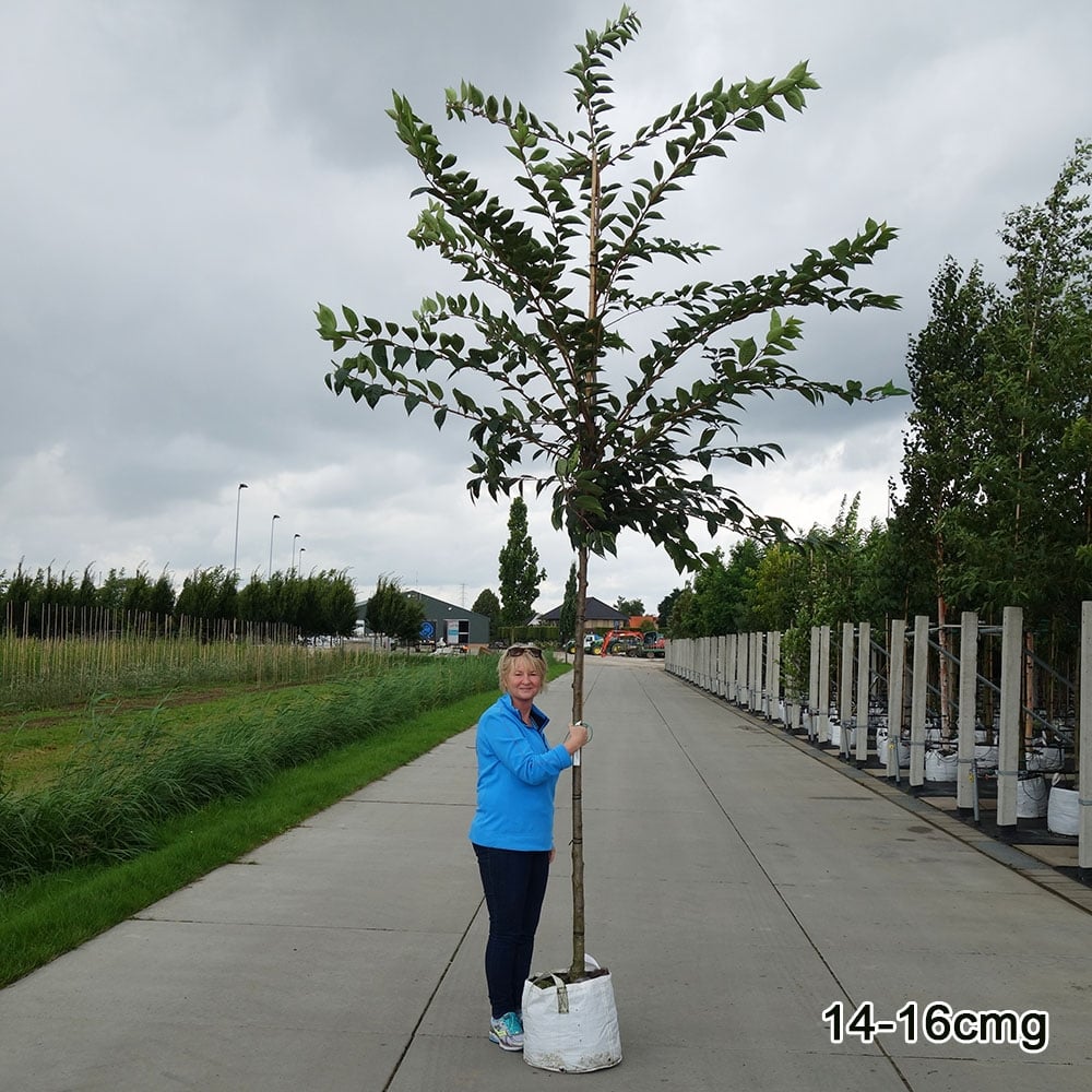 Prunus Accolade | Pink Flowering Cherry Blossom Tree | Ornamental Trees