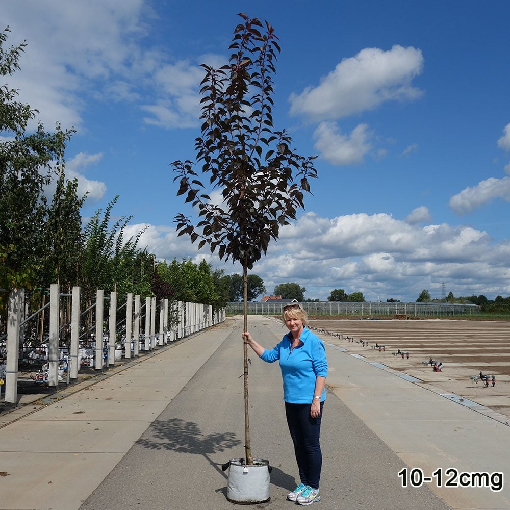 Prunus Royal Burgundy | Purple Cherry Blossom Tree | Ornamental Trees