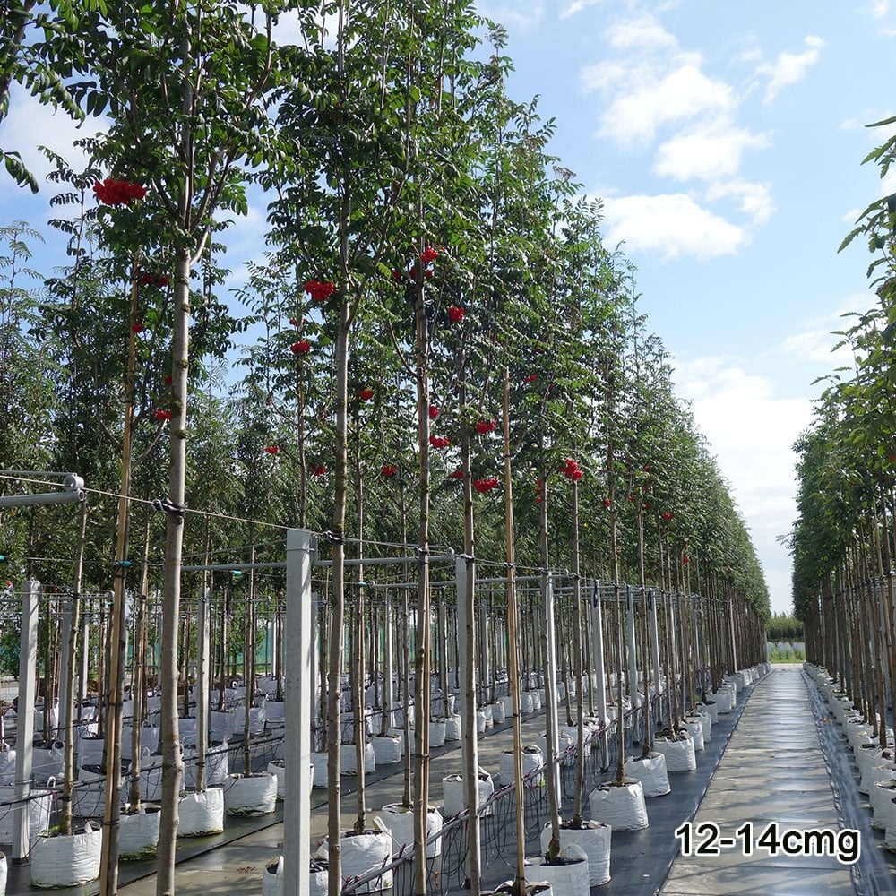 Sorbus aucuparia | Buy Native European Mountain Ash | Ornamental Trees