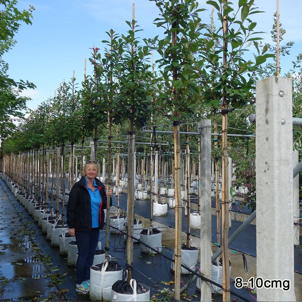 Photinia fraseri Red Robin Tree | Lollipop & Mature | Ornamental Trees