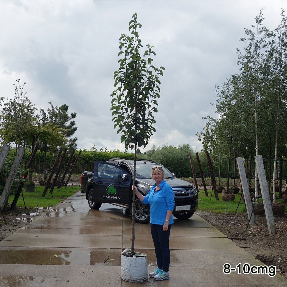 Pyrus calleryana Chanticleer | Ornamental Pear Tree | Ornamental Trees