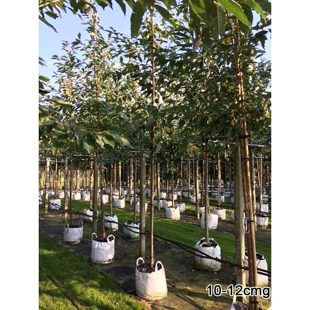 Prunus avium Plena Double Gean Cherry Blossom Tree | Ornamental Trees