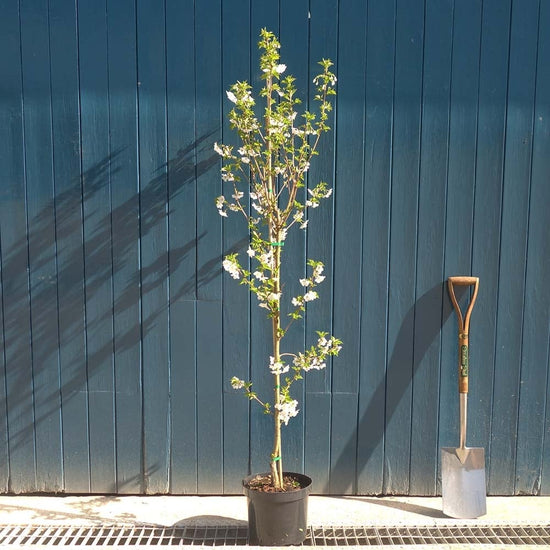 Prunus Snow Goose Upright Flowering Cherry Blossom | Ornamental Trees