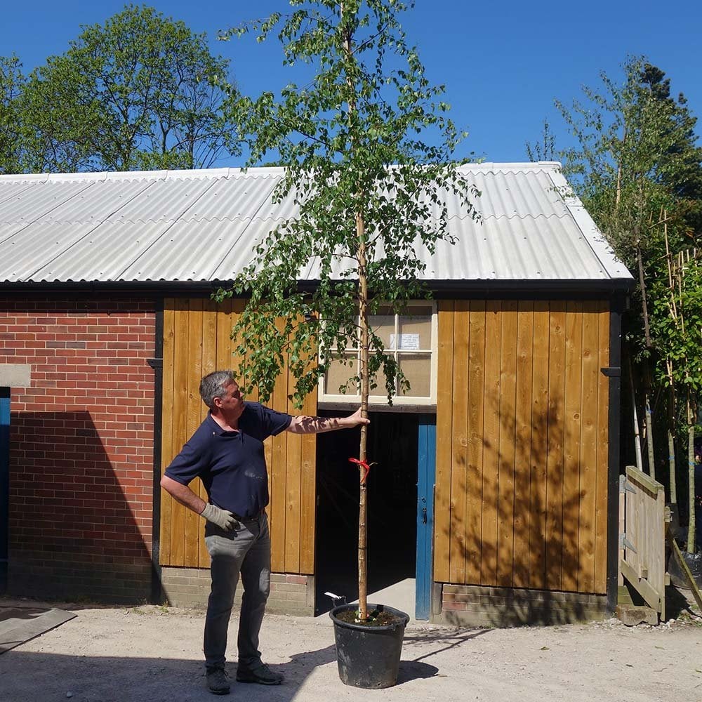 Betula pendula | Native Silver Birch Trees | Ornamental Trees