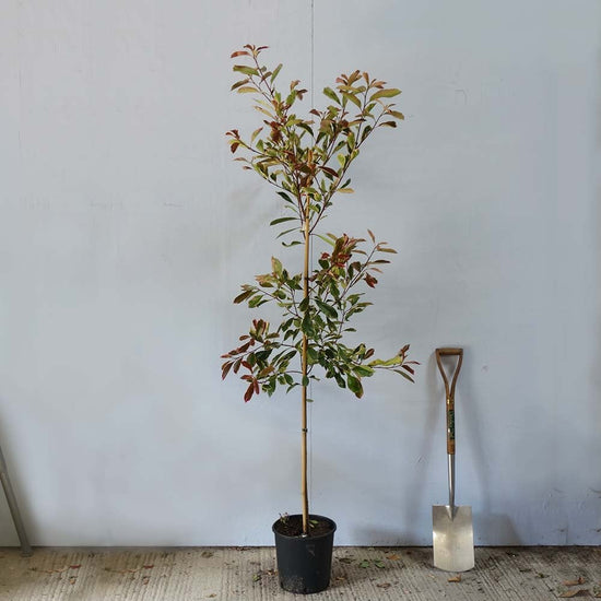 Photinia Louise | Variegated Evergreen Trees | Ornamental Trees