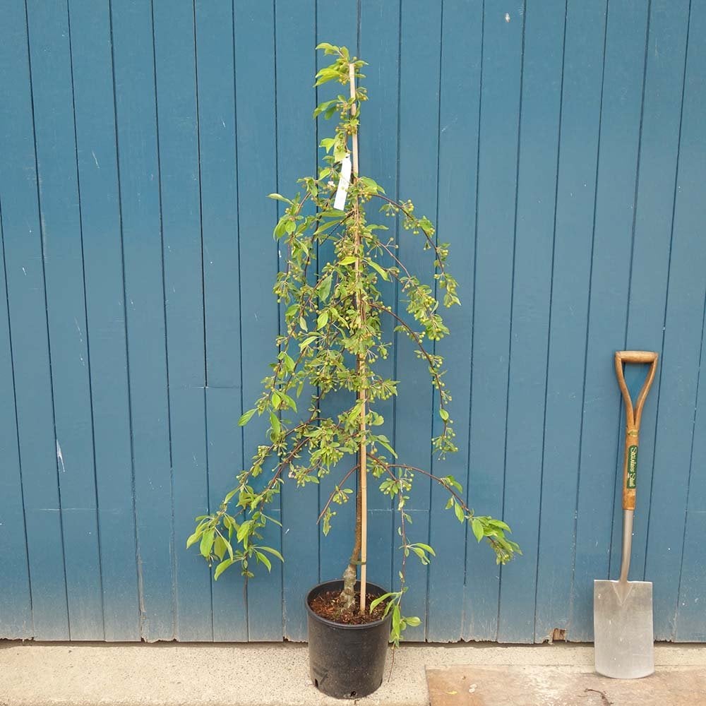 Malus Sun Rival | Weeping Flowering Crab Apple Tree | Ornamental Trees
