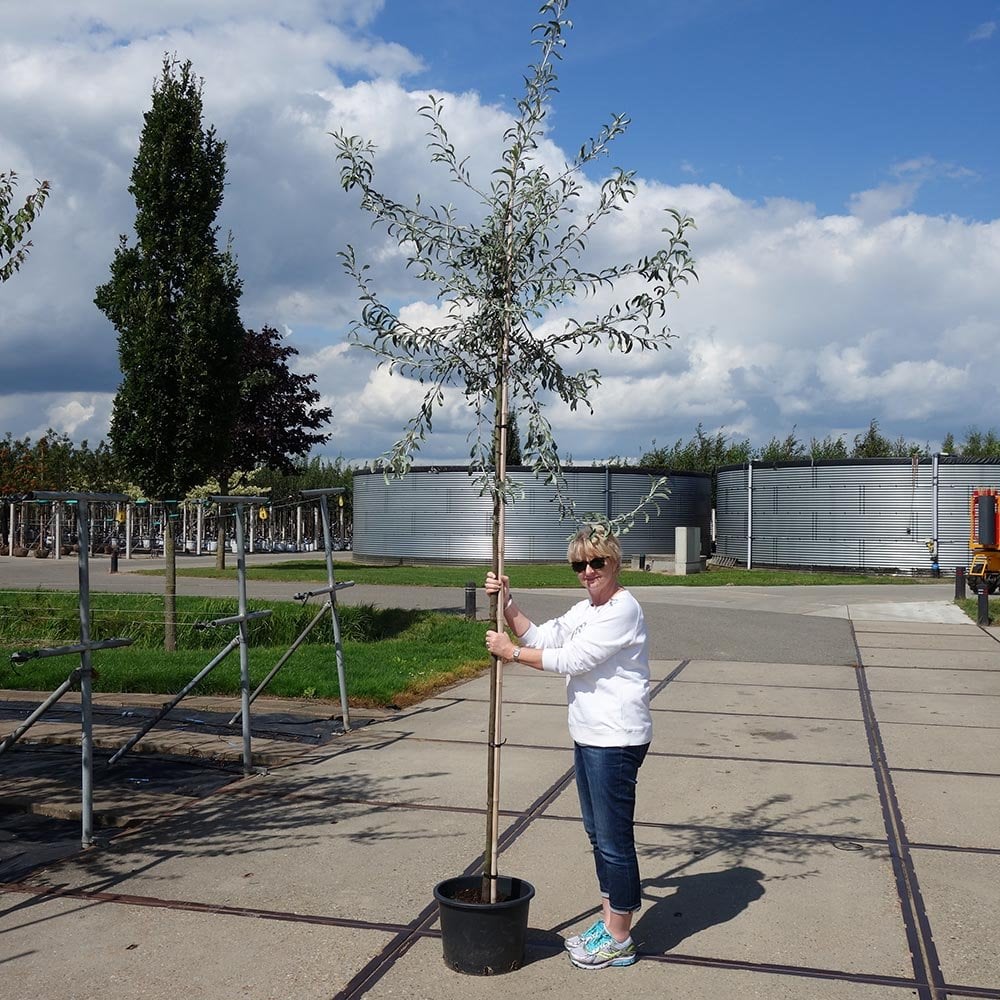 Pyrus salicifolia Pendula Weeping Silver Pear Tree | Ornamental Trees
