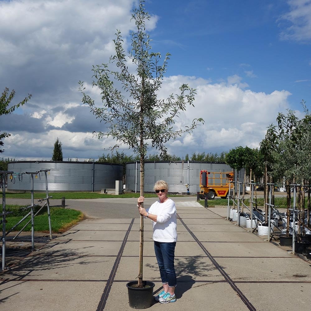 Pyrus salicifolia Pendula Weeping Silver Pear Tree | Ornamental Trees