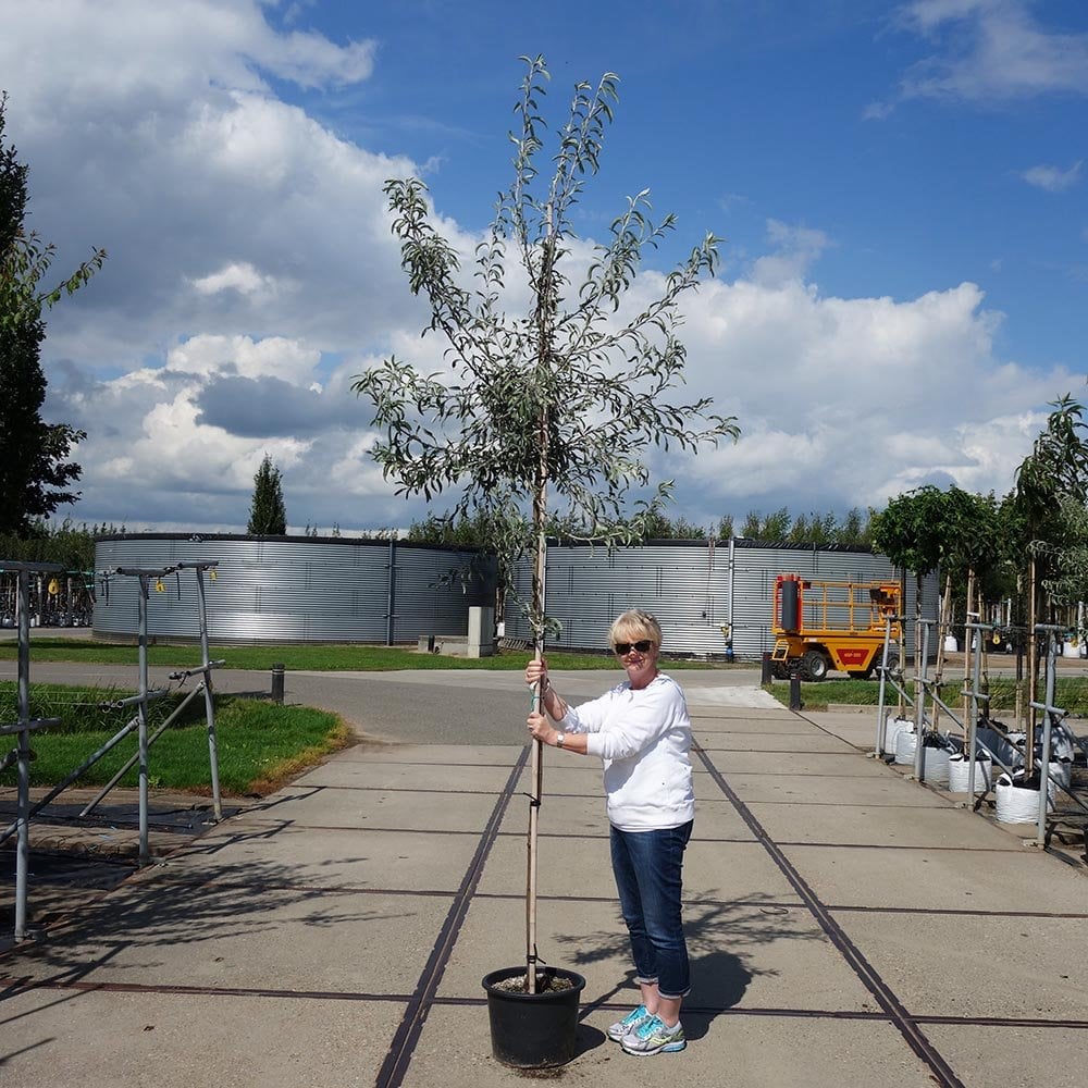 Pyrus salicifolia Pendula Weeping Silver Pear Tree | Ornamental Trees