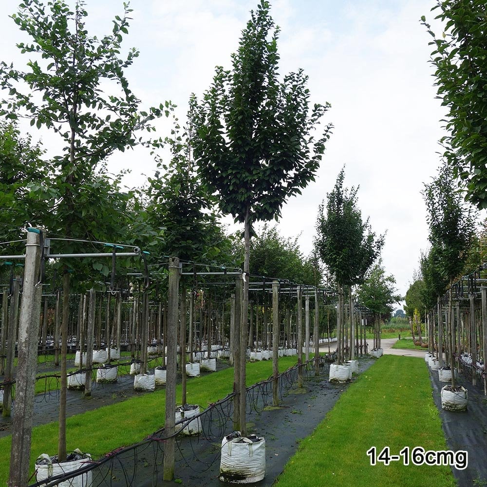 Carpinus betulus Fastigiata | Upright Hornbeam Tree | Ornamental Trees