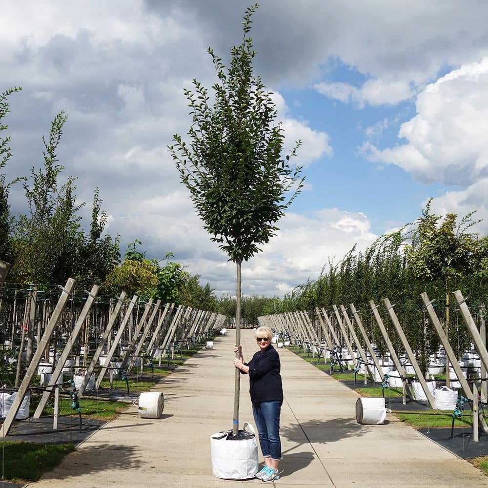 Carpinus betulus Fastigiata | Upright Hornbeam Tree | Ornamental Trees