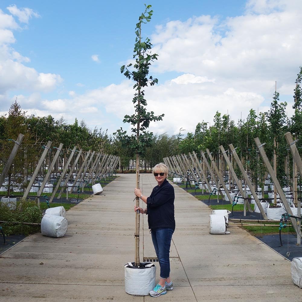 Ginkgo biloba | Maidenhair Trees For Sale | Ornamental Trees