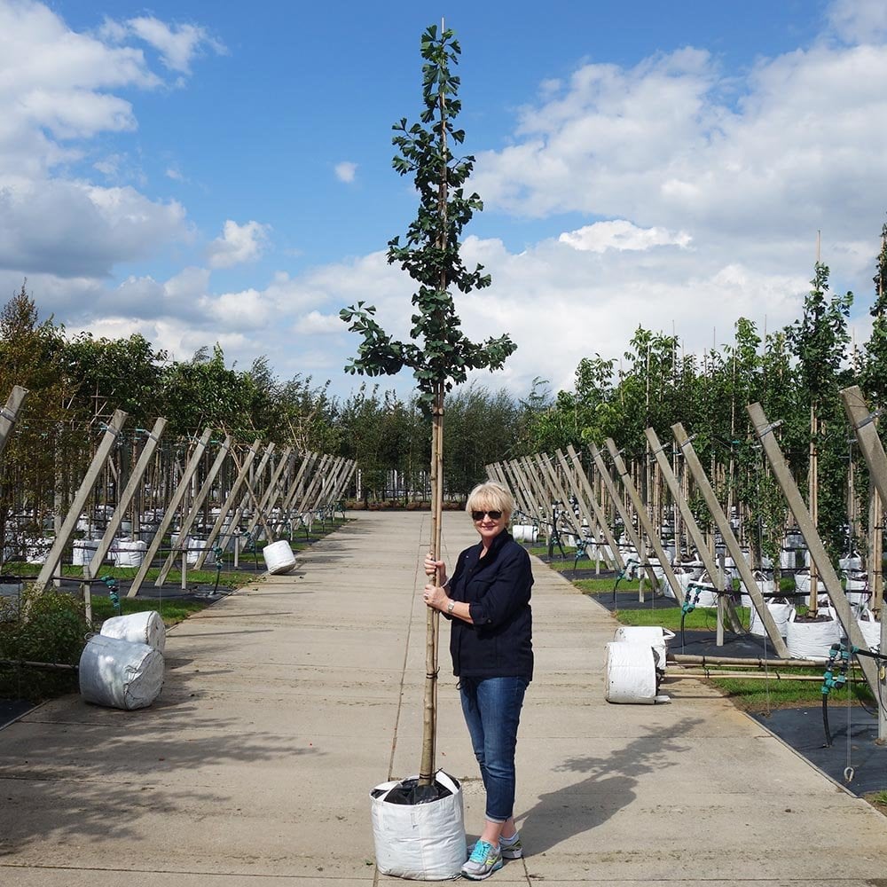 Ginkgo biloba | Maidenhair Trees For Sale | Ornamental Trees