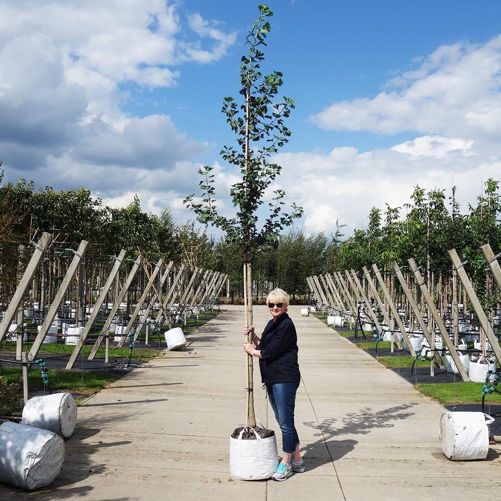Ginkgo biloba | Maidenhair Trees For Sale | Ornamental Trees