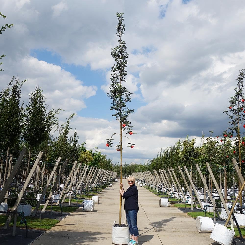 Sorbus aucuparia Sheerwater Seedling Upright Rowan | Ornamental Trees