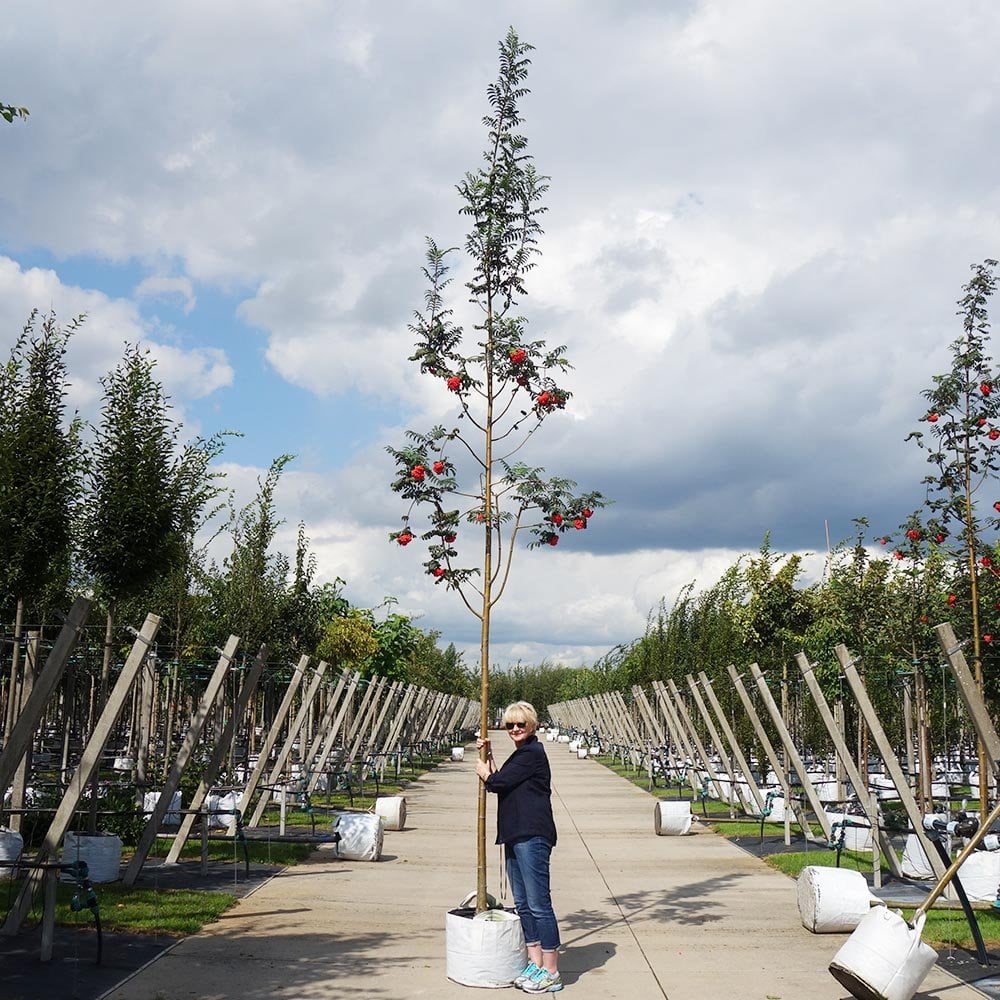 Sorbus aucuparia Sheerwater Seedling Upright Rowan | Ornamental Trees