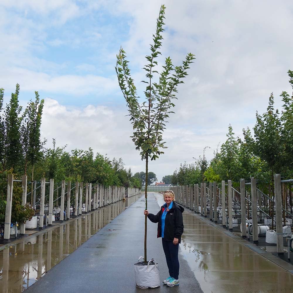 Acer platanoides Drummondii | Variegated Norway Maple | Ornamental Trees