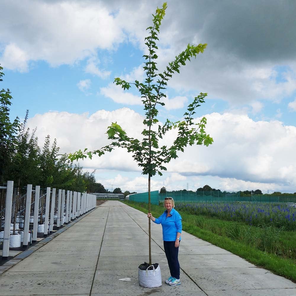 Acer Platanoides Princeton Gold | Yellow Norway Maple | Ornamental Trees