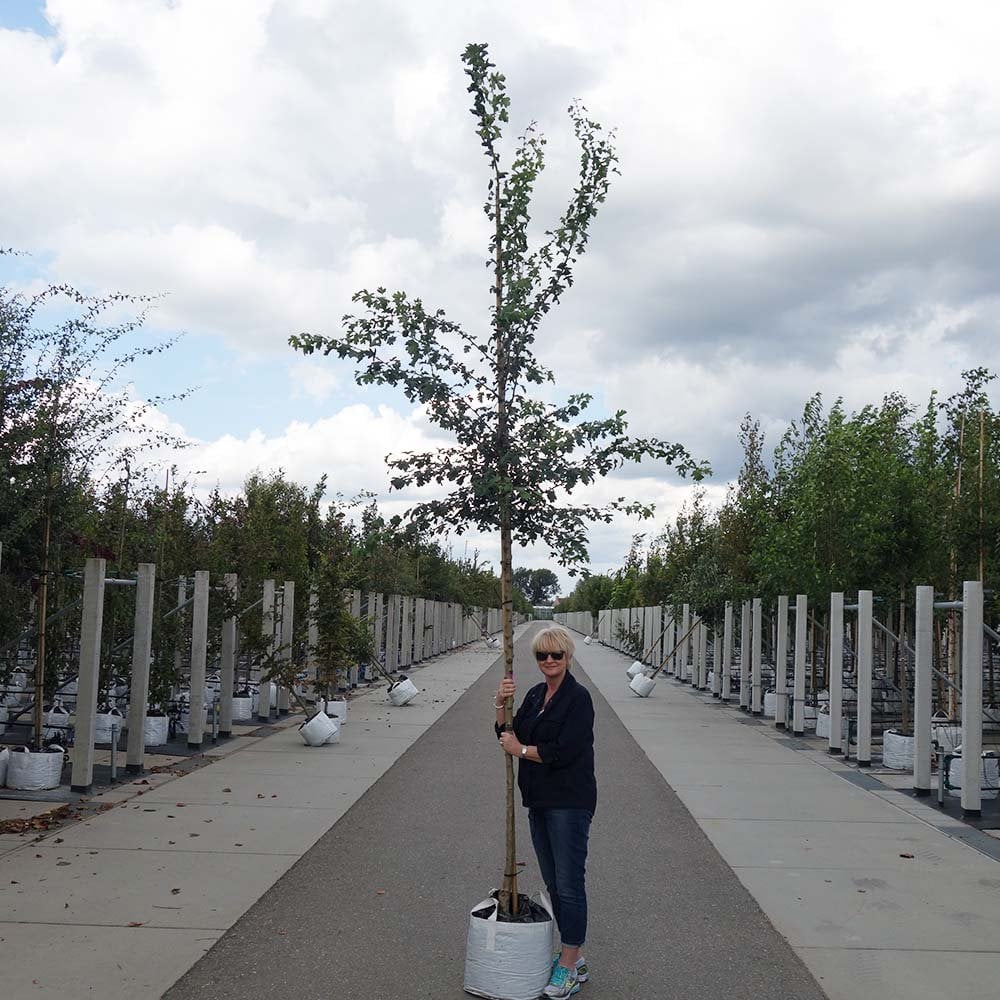 Crataegus monogyna | Common Hawthorn | Native May Tree | Ornamental Trees