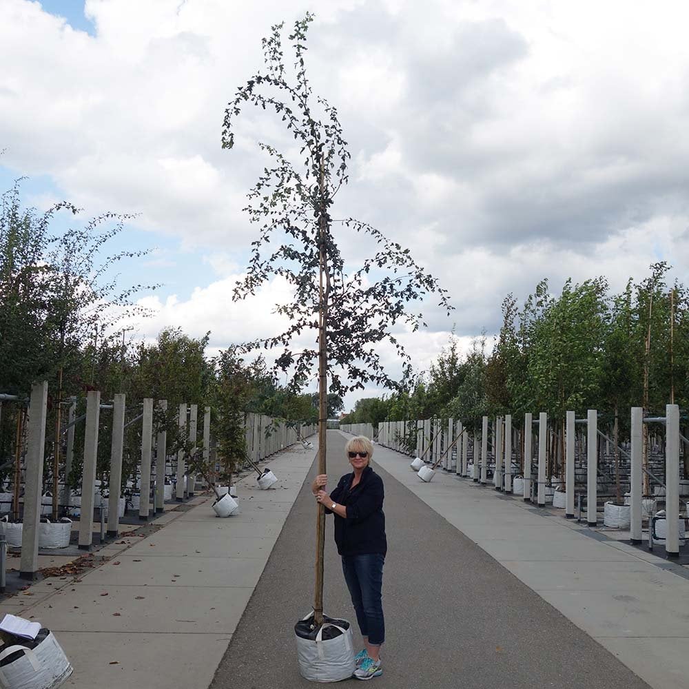 Crataegus monogyna | Common Hawthorn | Native May Tree | Ornamental Trees