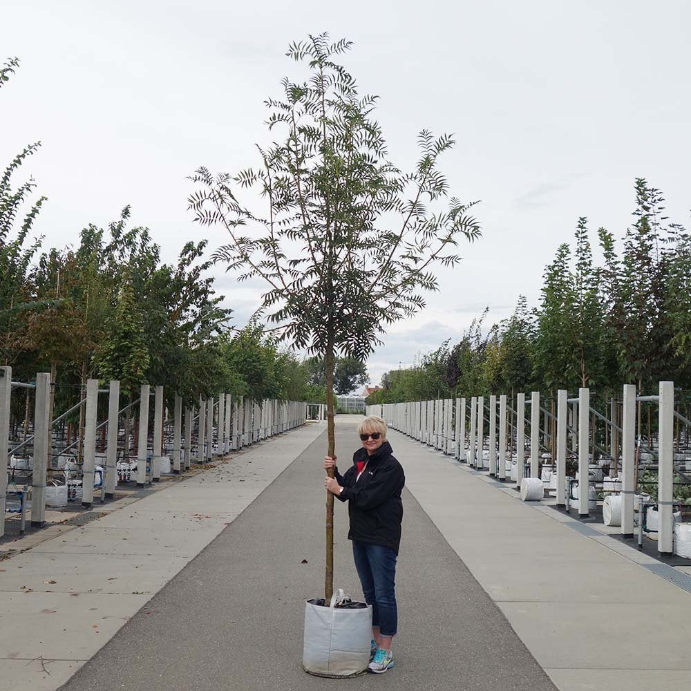Sorbus commixta Olympic Flame | Scarlet Japanese Rowan | Ornamental Trees