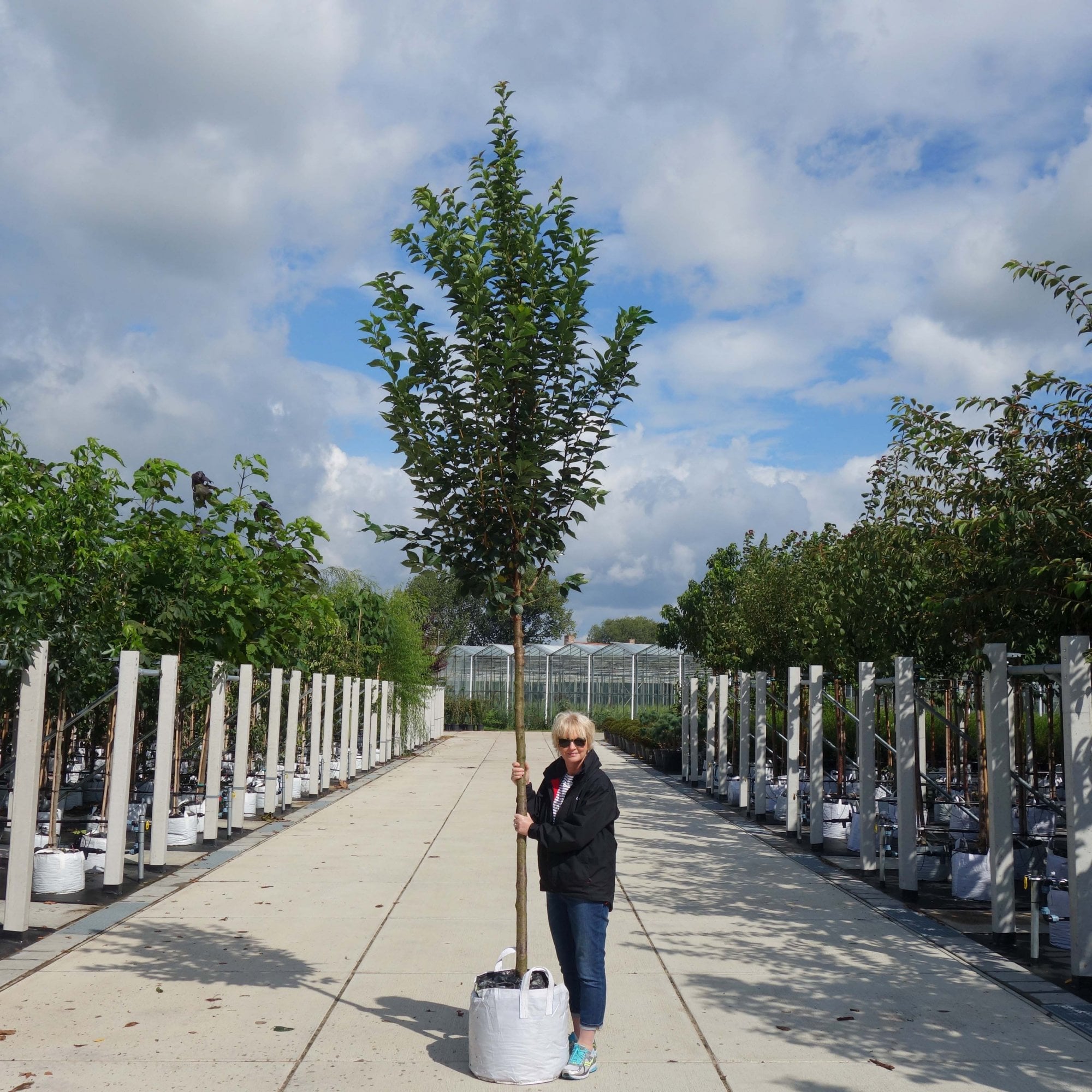 Prunus Snow Goose Upright Flowering Cherry Blossom | Ornamental Trees