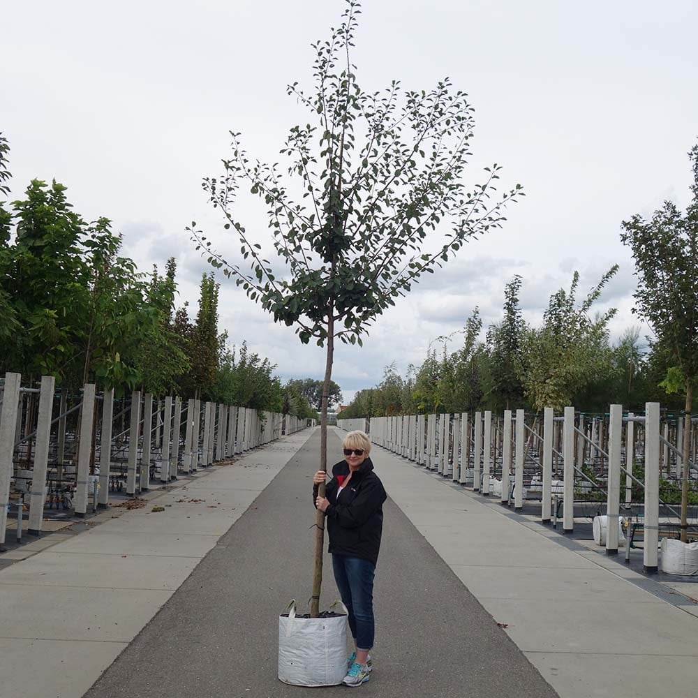 Opal Plum Tree | Young & Mature Plum Trees For Sale – Ornamental Trees