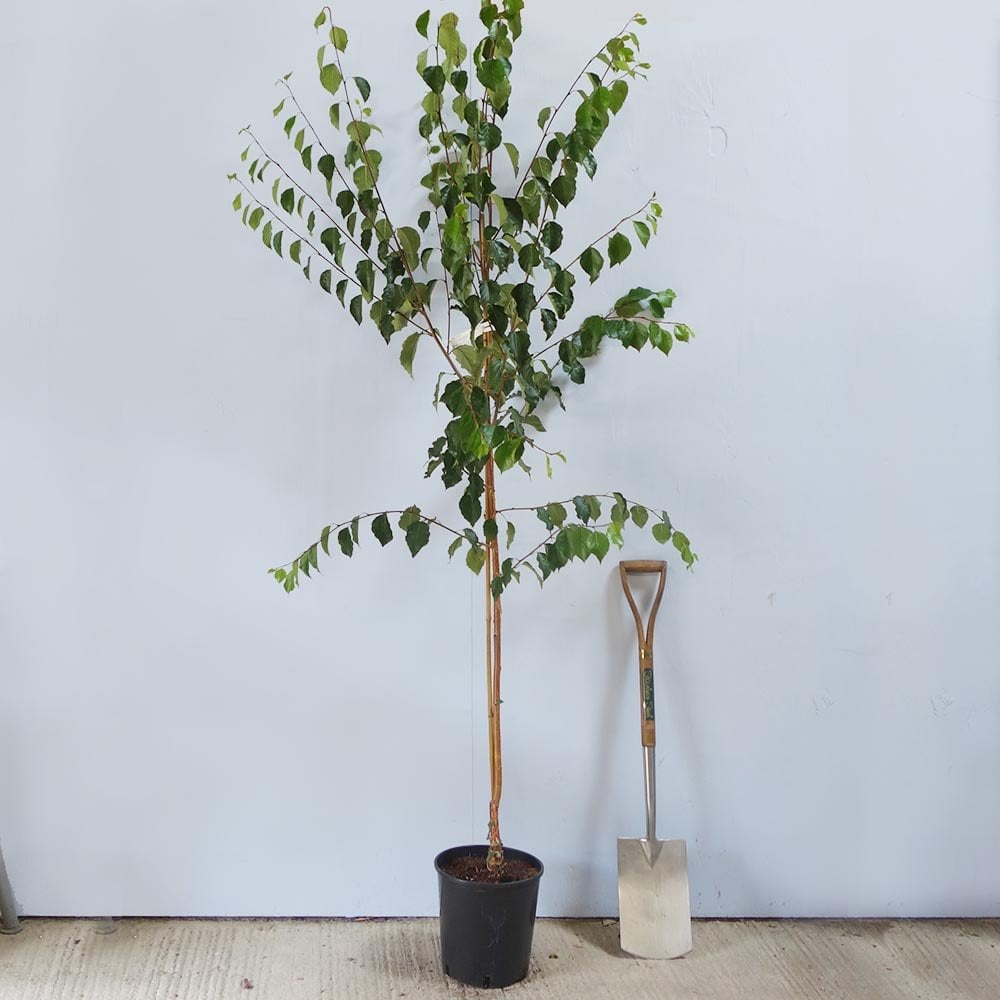 Betula utilis jacquemontii Moonbeam | Small White Birch | Ornamental Trees