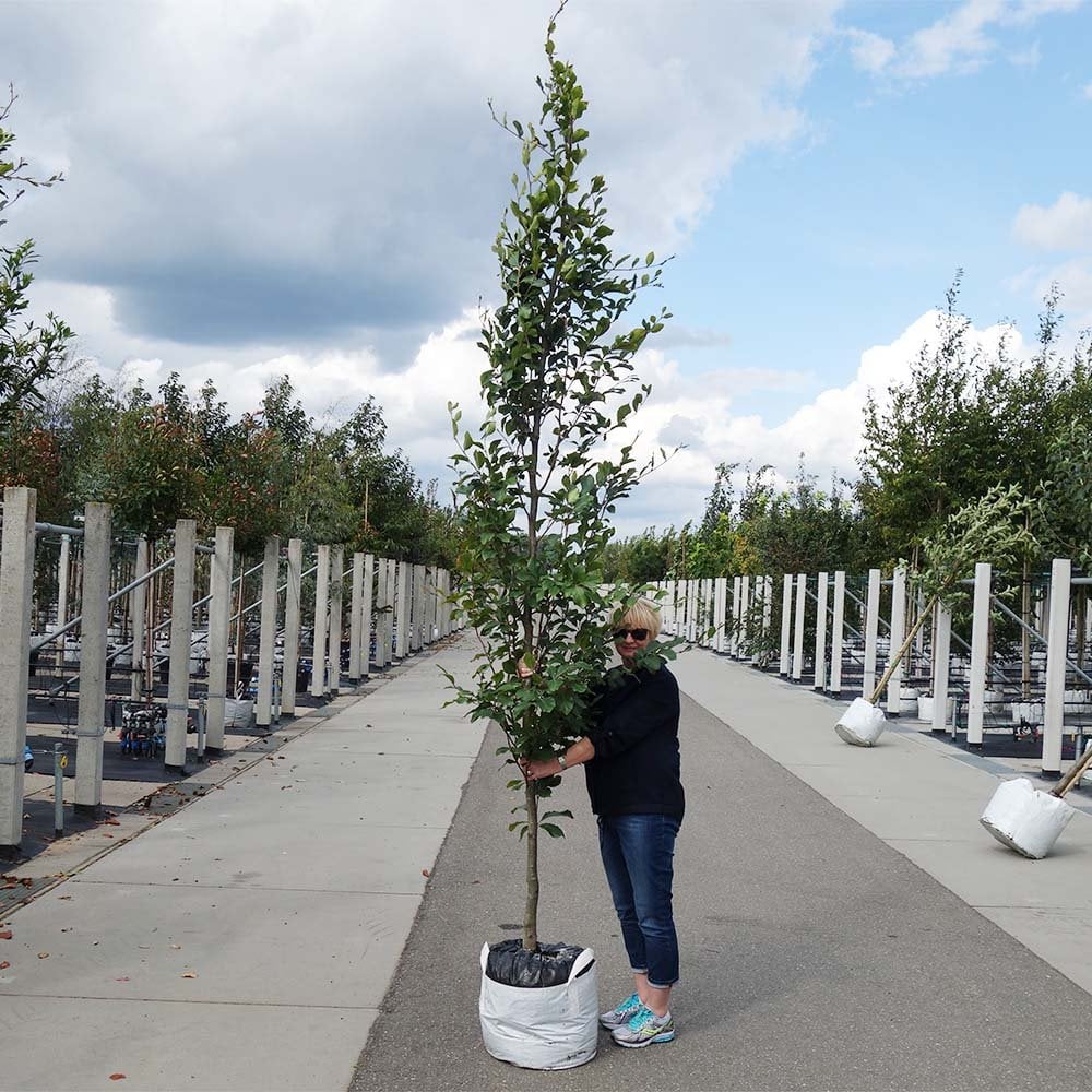 Fagus sylvatica Dawyck Gold | Golden Upright Beech | Ornamental Trees