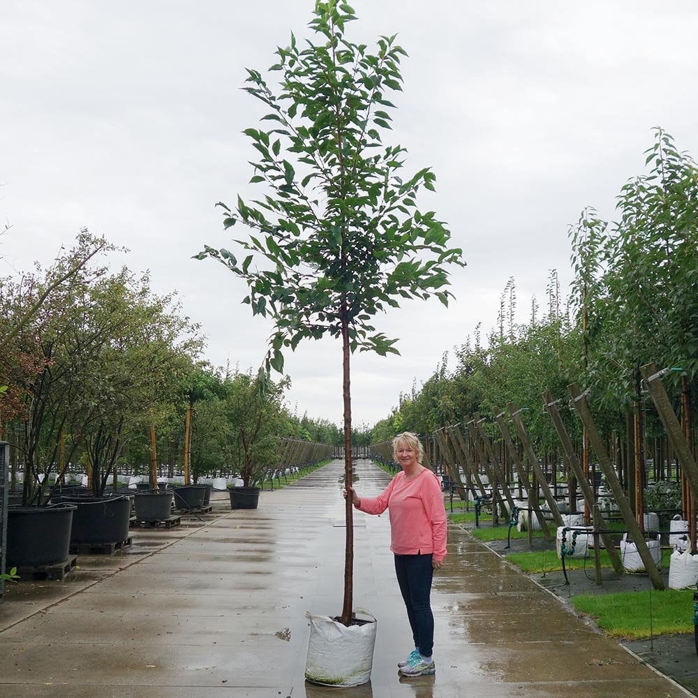 Prunus Kanzan | Buy Japanese Cherry Blossom Trees | Ornamental Trees