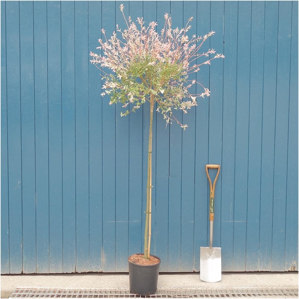 Salix integra Hakuro Nishiki | Flamingo Dwarf Willow | Ornamental Trees
