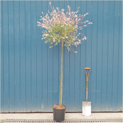 Salix integra Hakuro Nishiki | Flamingo Dwarf Willow | Ornamental Trees