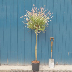 Salix integra Hakuro Nishiki | Flamingo Dwarf Willow | Ornamental Trees