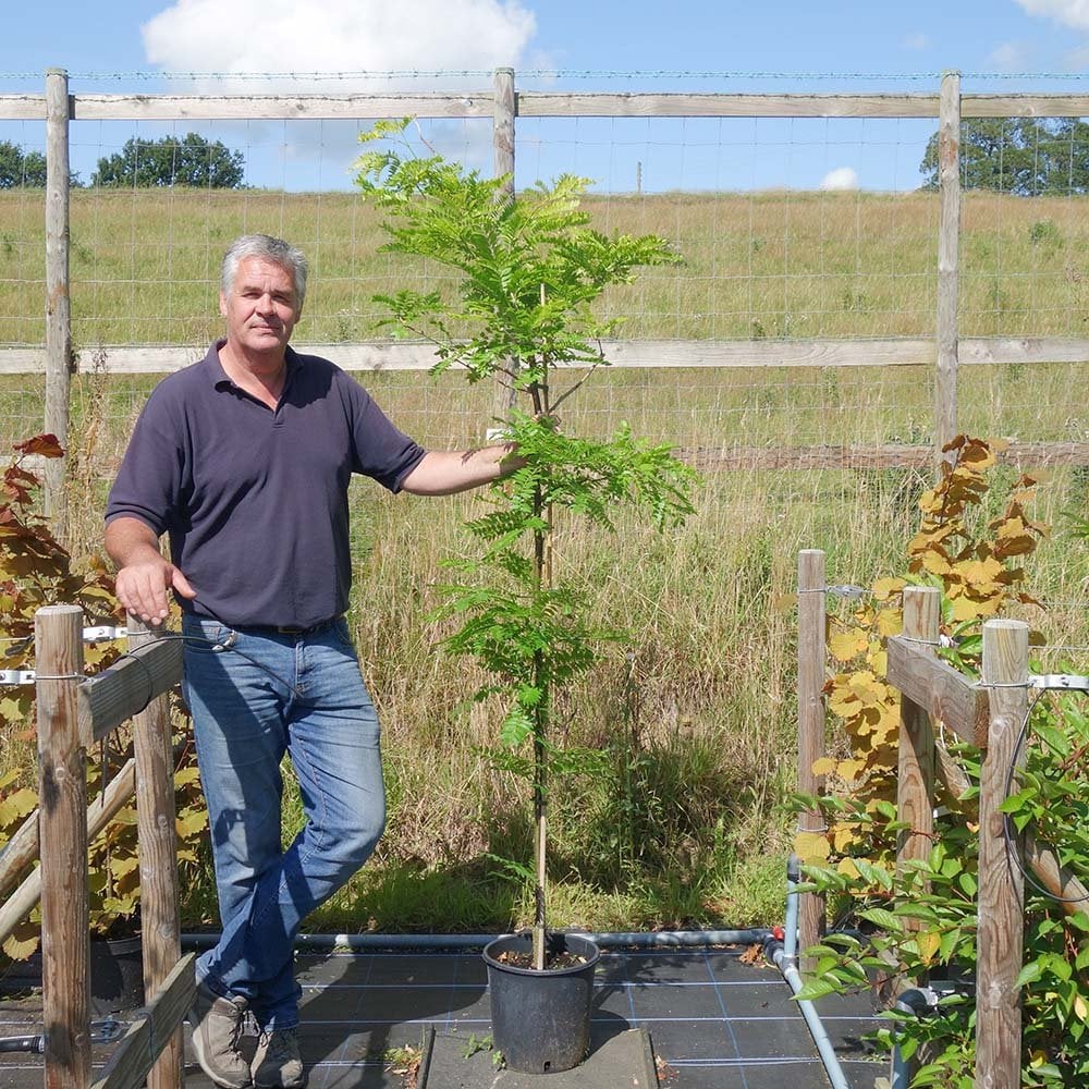 Gleditsia triacanthos Sunburst | Golden Honey Locust Tree – Ornamental ...