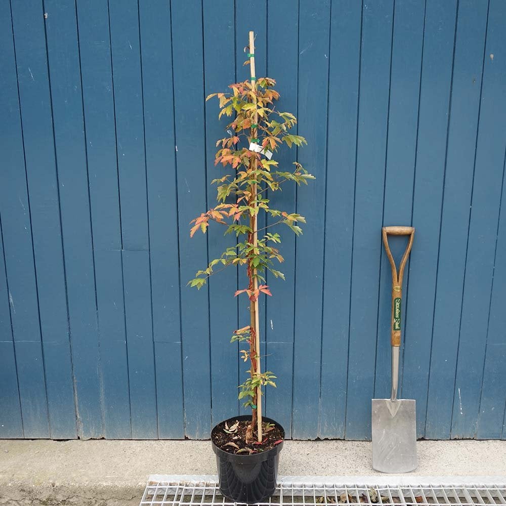Acer griseum | Paperbark Maple Trees For Sale – Ornamental Trees