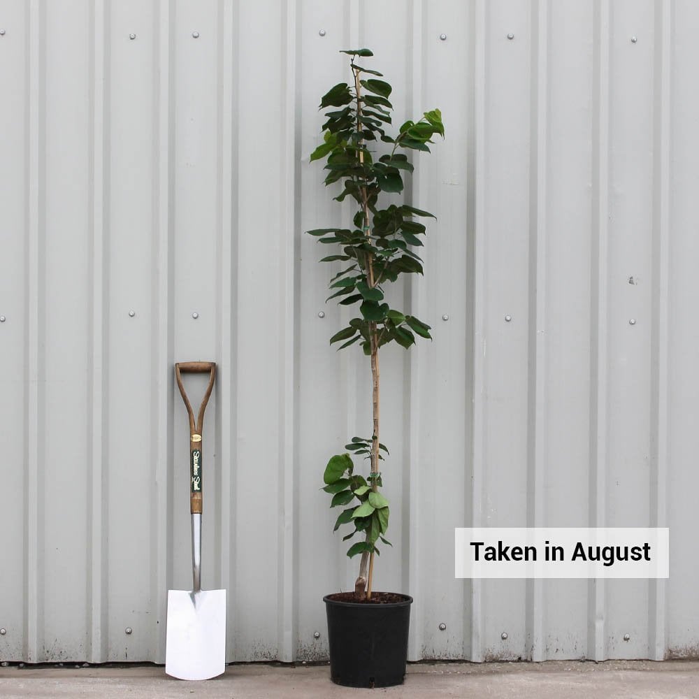 Cercis chinensis Avondale | Buy Chinese Redbud | Ornamental Trees