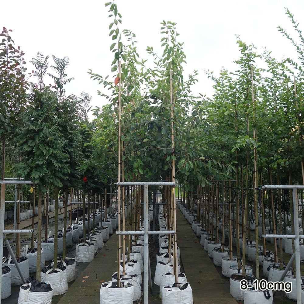 Amelanchier lamarckii Trees For Sale | Snowy Mespilus | Ornamental Trees