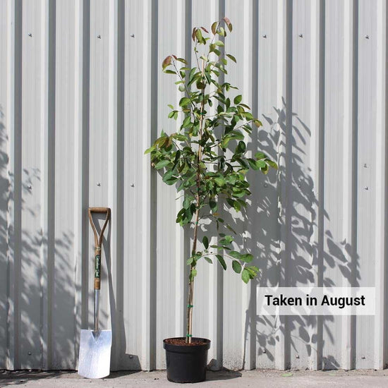 Amelanchier lamarckii Trees For Sale | Snowy Mespilus | Ornamental Trees