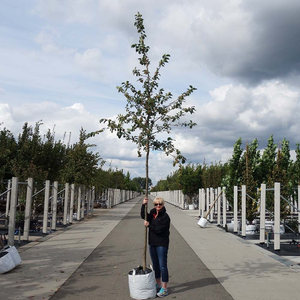 Malus Evereste | Buy Flowering Crab Apple Trees | Ornamental Trees