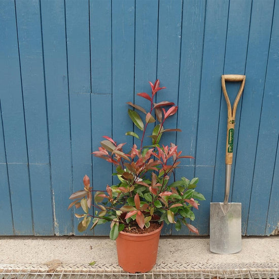 Photinia fraseri Red Robin Tree | Lollipop & Mature | Ornamental Trees