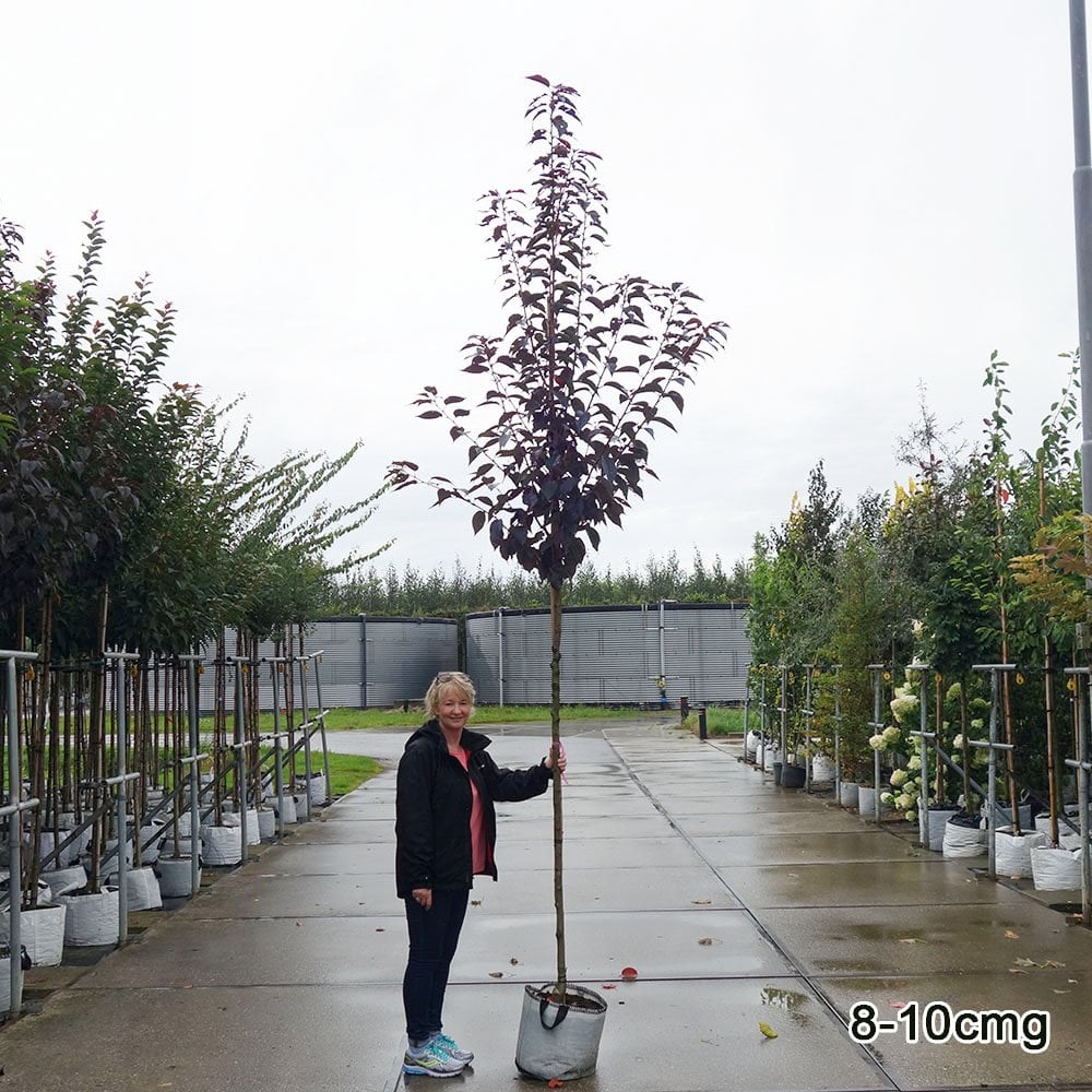 Prunus Royal Burgundy | Purple Cherry Blossom Tree | Ornamental Trees