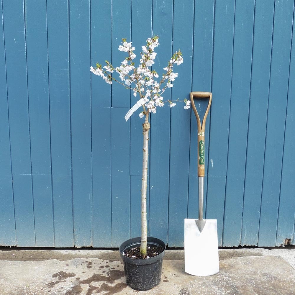 Prunus nipponica kurilensis Brilliant Alpine Cherry | Ornamental Trees