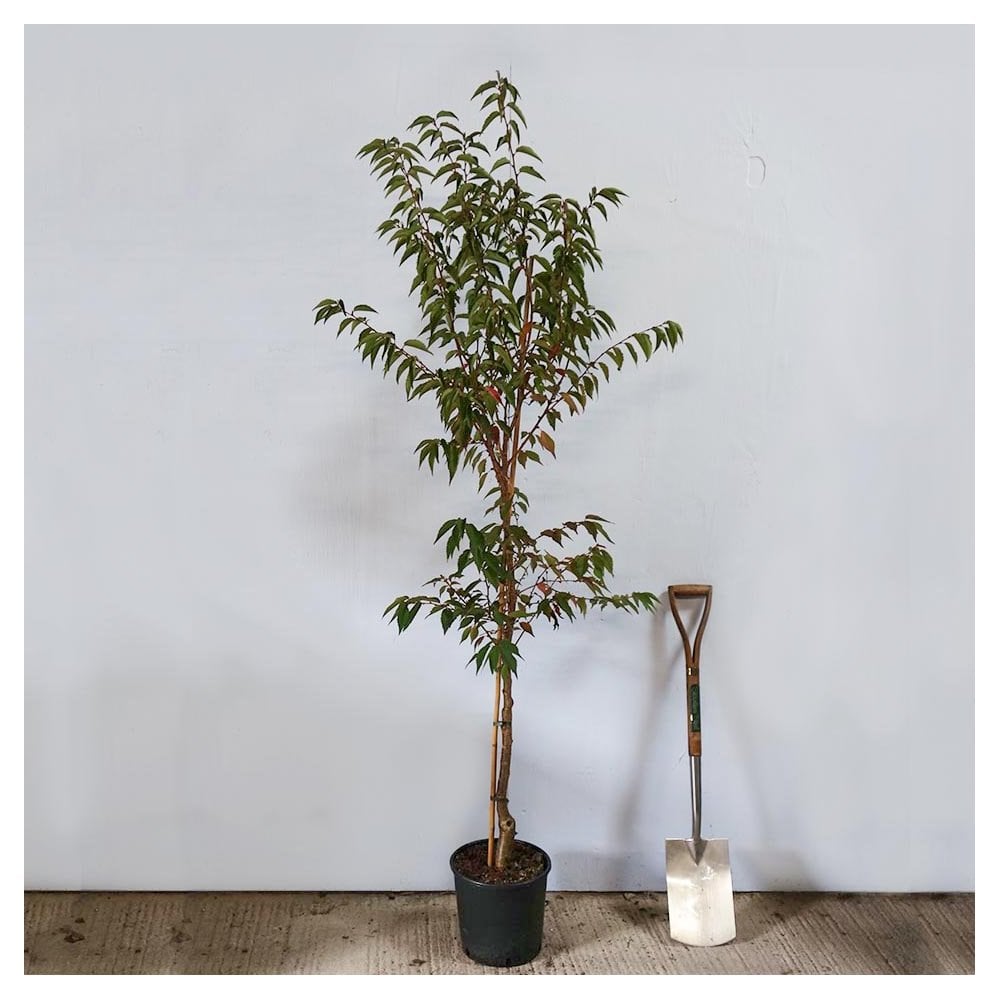 Prunus nipponica kurilensis Brilliant Alpine Cherry | Ornamental Trees