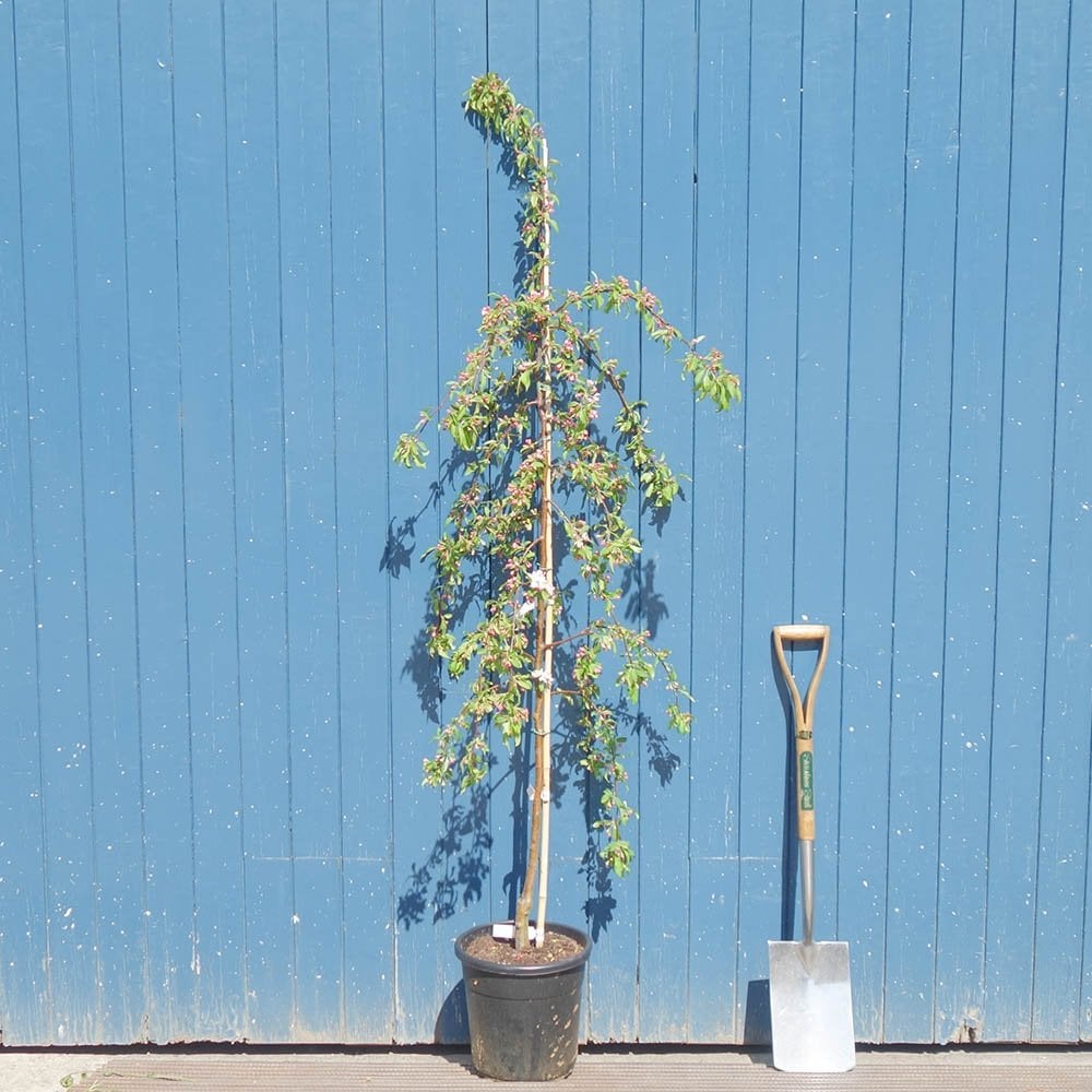 Malus Molten Lava | White Weeping Crab Apple Tree | Ornamental Trees